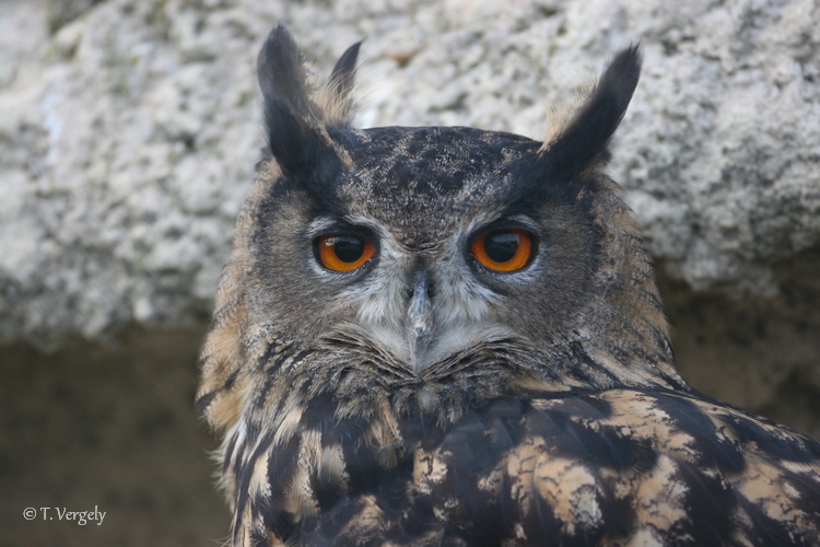 Grand-duc – LPO Occitanie DT Aveyron