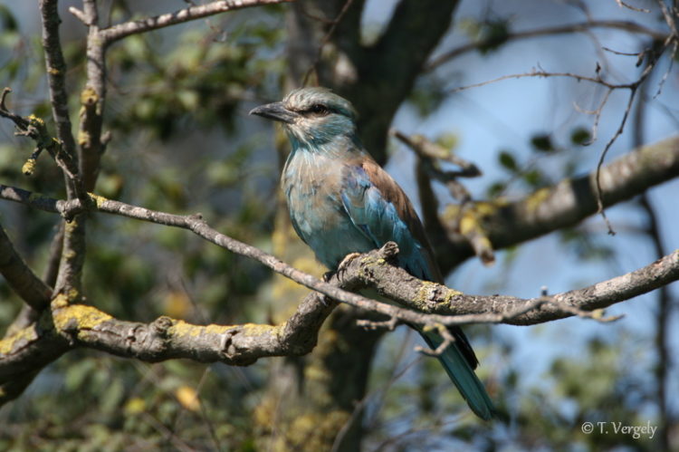 Le Rougier de Camarès – LPO Occitanie DT Aveyron