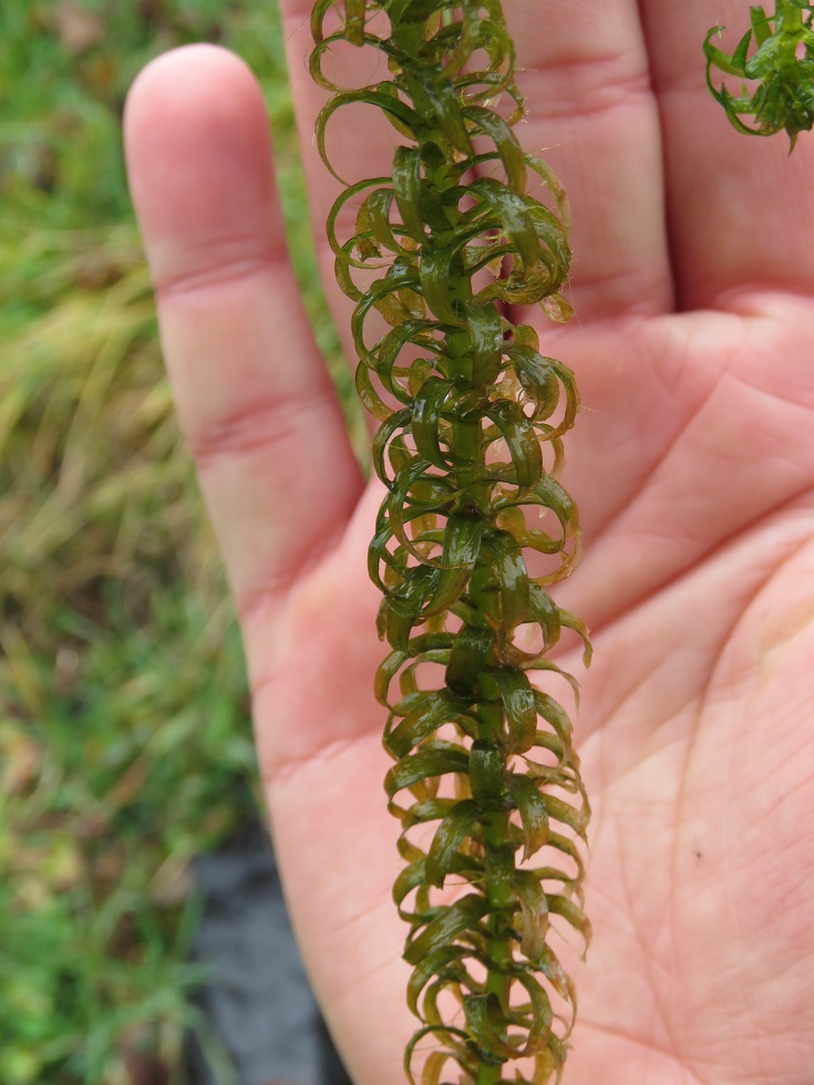 Opération de lutte contre le Grand Lagarosiphon dans une mare de la ...